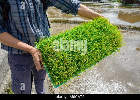 Closeup young rice sprouts ready to growing in the paddy field Stock ...