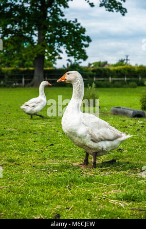 Free range geese Stock Photo - Alamy