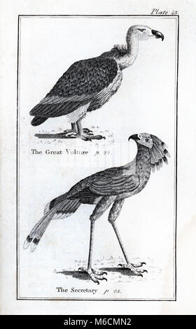 Illustration from Buffon's 'Natural History of Birds', depicting ...