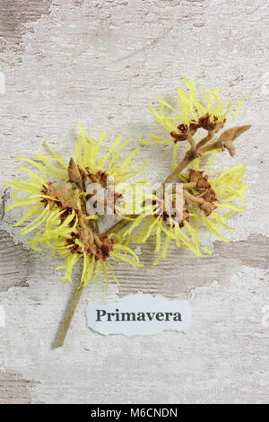 Hamamelis x intermedia. Witch Hazel. L-R: PRIMAVERA, .AURORA, JELENA ...