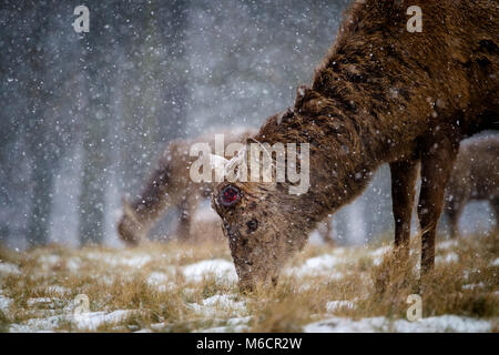 This stag has recently lost his antlers and the raw pedicle is still ...