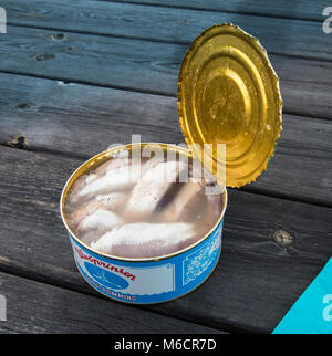 Surstromming Fermented baltic herring in an opened can a Swedish ...