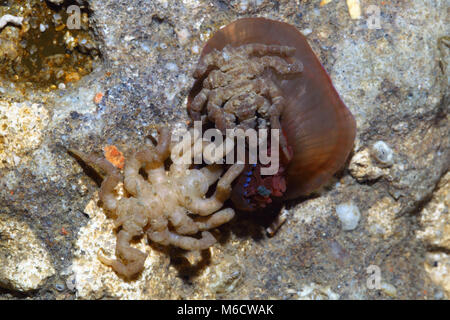 Sea Spider - Pycnogonum littorale Stock Photo - Alamy