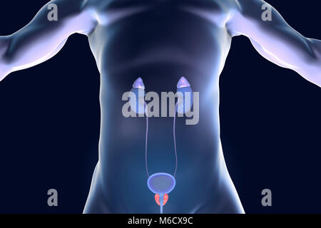Human Urinary System Kidneys with Bladder Anatomy Stock Photo - Alamy