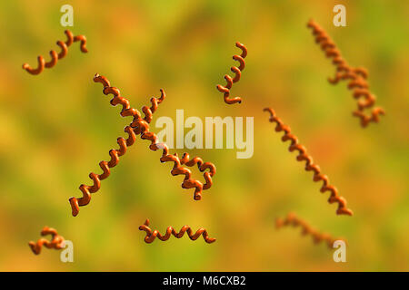Computer illustration of spirochaete bacteria Treponema pallidum, which ...