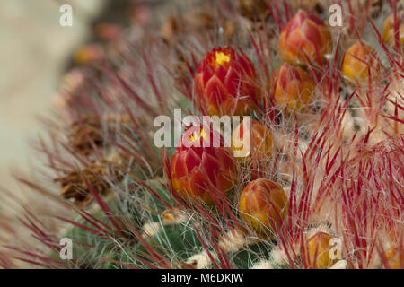 Compass Barrel Cactus, Jättedjävulstunga (Ferocactus cylindraceus Stock ...