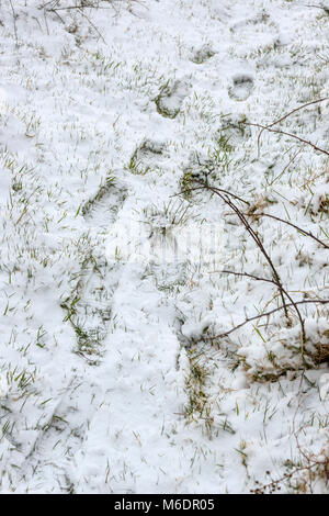 Footprints in the snow. Footprints on the first snow. Imprint an Stock ...