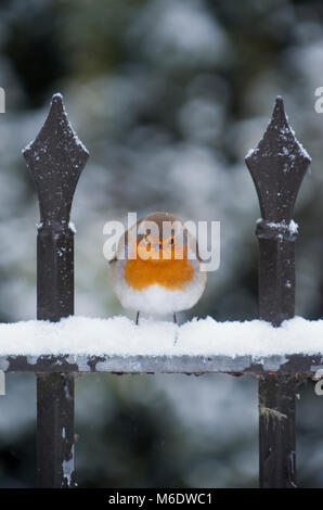 European robin (Erithacus rubecula) and Eurasian blue tit (Cyanistes ...