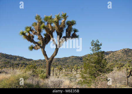 Colorado Pinyon Pine tree (Pinus edulis) "the walking tree" with roots ...
