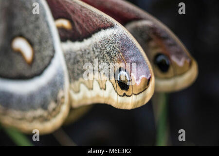 The wings of a cecropia moth, Mammoth Hot Springs. Wings of a cecropia ...