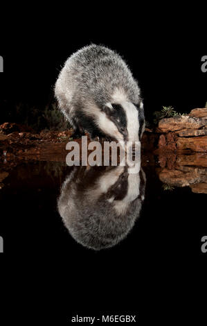 European Badger, meles meles, drinking water, Normandy Stock Photo - Alamy
