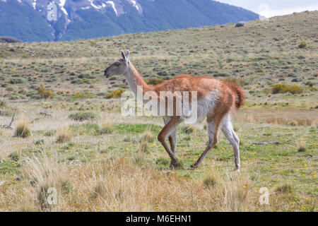 A Guanoco/Guanaco running wild in Patagonia, Chile Stock Photo - Alamy