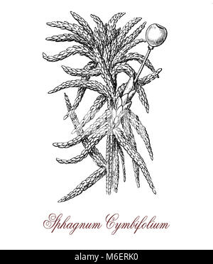 Sphagnum moss, vintage engraved illustration. La Vie dans la nature ...