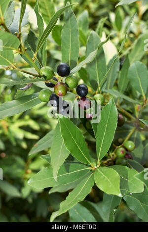 Fruits and foliage of Bay laurel (Laurus nobilis Stock Photo - Alamy