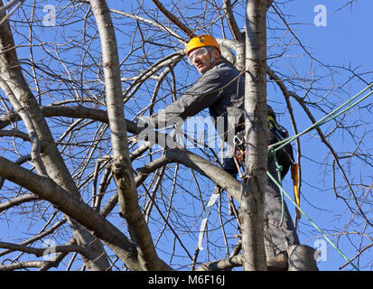 Tree climber pruning brances Stock Photo - Alamy