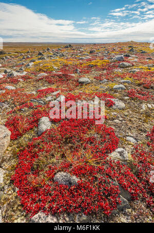 Bearberry,Tundra, Nunavik region, northern Quebec near Ungava Bay ...