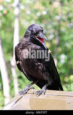A raven perched on a catching flies with it mouth wide open Stock Photo ...