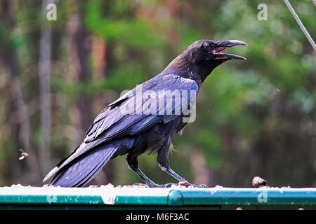 Common raven (Corvus corax) with mouth open, calling, while perched on ...