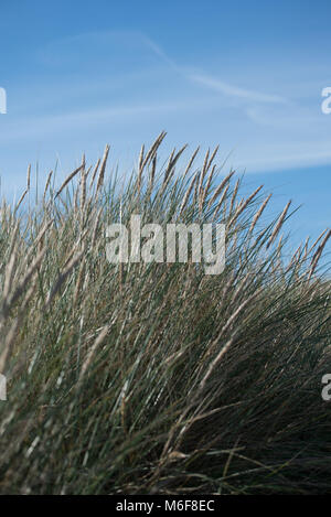 Lyme grass on a dune near the sea in Denmark in the summer Stock Photo ...