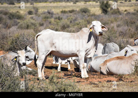 Cows in the desert of Namibia Southern Africa Stock Photo - Alamy