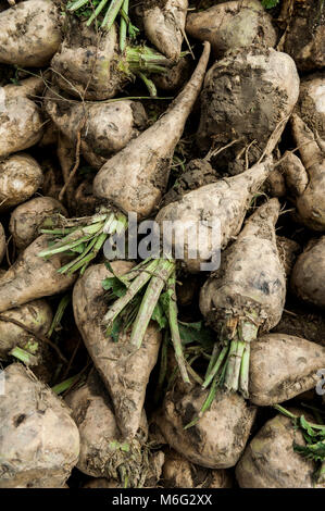 sugar beets in detail Stock Photo - Alamy