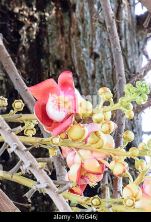CAMBODIA - May 2015: Shorea robusta, also known as śāl, sakhua or shala ...