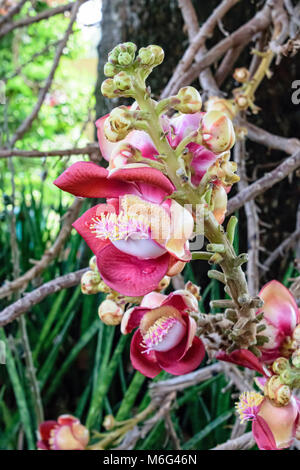 Shala tree or Sal tree (Shorea robusta) and its fruits Stock Photo - Alamy