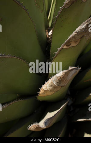 Peter Strauss Ranch Stock Photo - Alamy