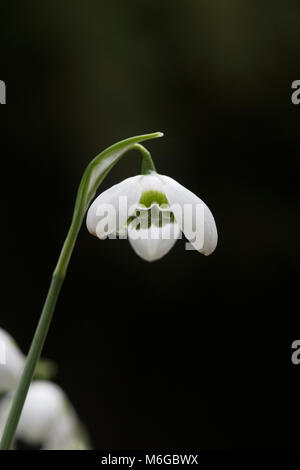 Galanthus hippolyta greatorex double snowdrops flowers green markings ...