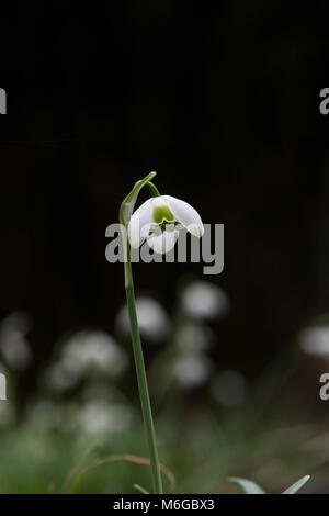 Galanthus hippolyta greatorex double snowdrops flowers green markings ...