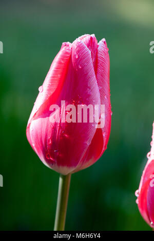 'Princess Victoria' Triumph Tulip, Triumftulpan (Tulipa gesneriana ...