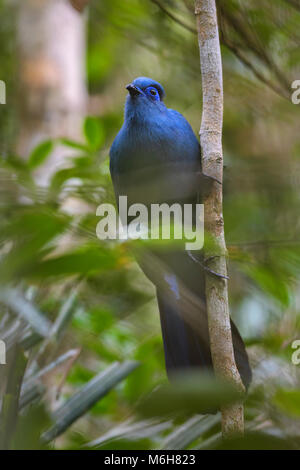 Blue Coua - Coua caerulea, unique beautiful endemic blue bird from ...