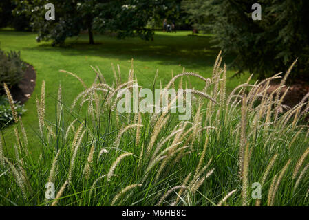 Pennisetum Fairy Tails. Fountain grass 'Fairy Tails' in autumn Stock ...