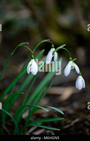 galanthus Magnet,snowdrop,snowdrops,spring,flower,flowers,flowering ...