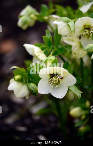 Hellebore,Hellebores,helleborus,picotee,cream,colour,color,hybrid ...