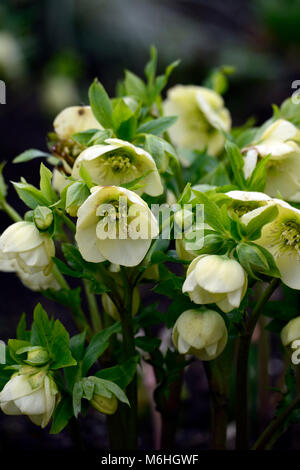 Hellebore,Hellebores,helleborus,picotee,cream,colour,color,hybrid ...