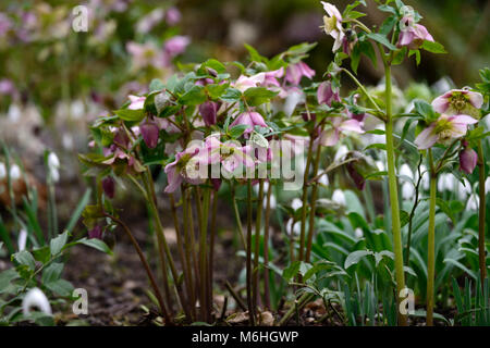 A single pink Hellebore flower - Helleborus Stock Photo - Alamy