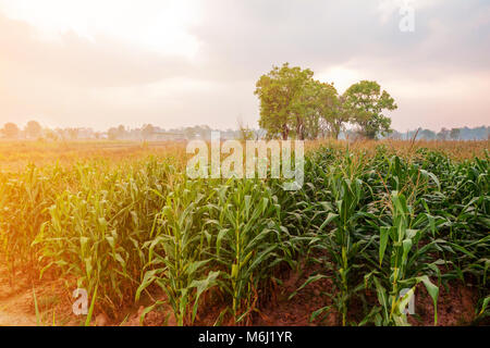 cornfield filed, corn green Stock Photo - Alamy