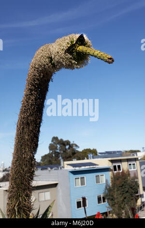 Agave cactus with dramatic stem with goofy sunglasses. Silly fun humor ...
