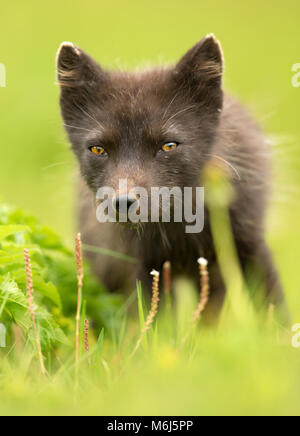 Close up of a blue morph Arctic fox on the coasts of Iceland Stock ...