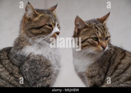 Two grey cats sitting and snuggling each other Stock Photo - Alamy