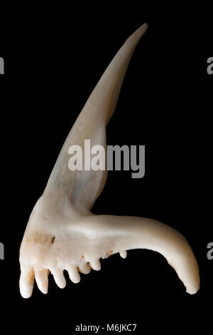 Ballan Wrasse teeth - Labrus bergylta known as Ballan cross. Flattened ...