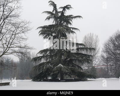 Cedar forest and fresh snow in the High Atlas mountains near Azrou in ...