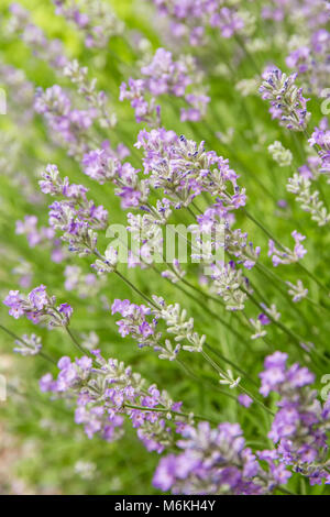 French lavender (Lavandula intermedia Stock Photo - Alamy