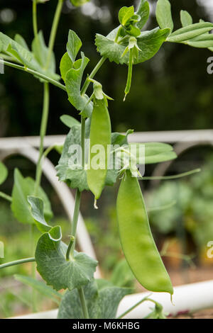 Peas (Oregon Sugar Pod) growing in pods on a trellis on a balcony Stock ...