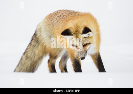Red fox hunting near Mud Volcano Stock Photo - Alamy