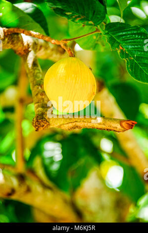 Santol fruit on tree in farm for harvest are cash crops Stock Photo - Alamy