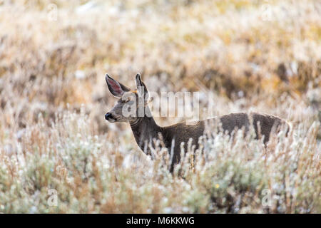 Mule deer, Mammoth Hot Springs Stock Photo - Alamy