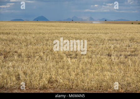 A field of wheat in the Australian wheat belt, Western Australia Stock ...