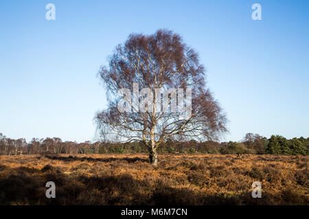Single silver birch tree (Betula pendula) during winter against a blue ...